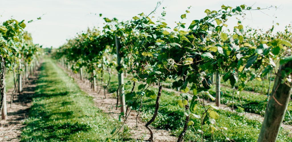 NYS, Cornell launch new grapevine certification program | CALS
