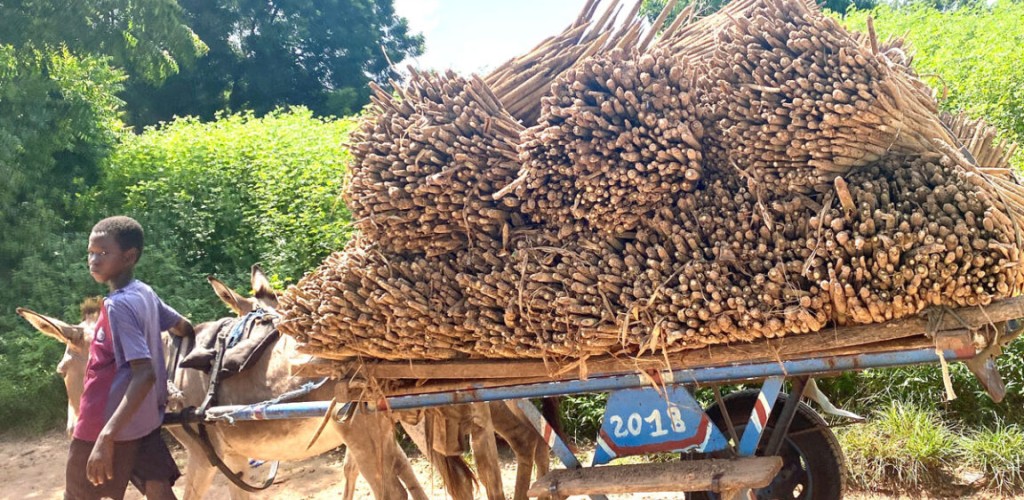 Seed systems sustainability in West Africa: For producers, by producers ...