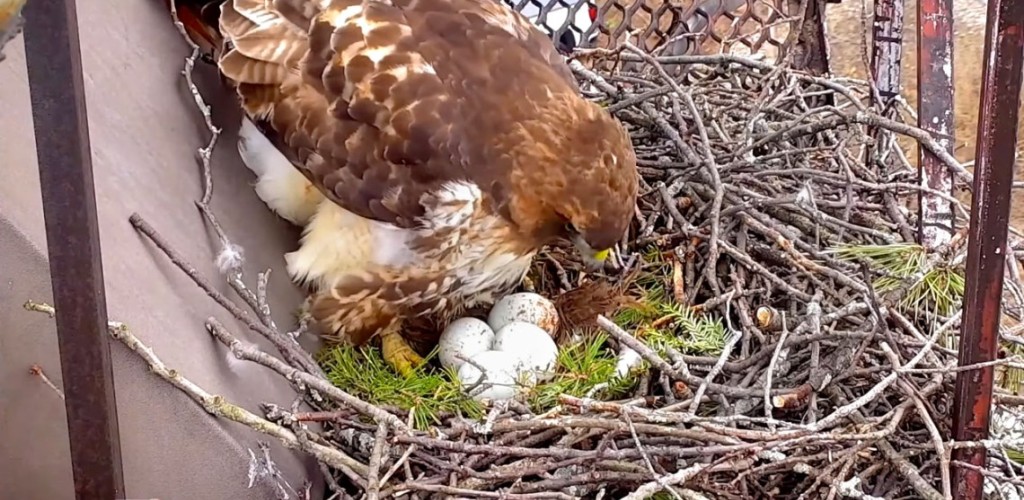 A first: Cornell’s red-tailed hawk lays fourth egg | CALS