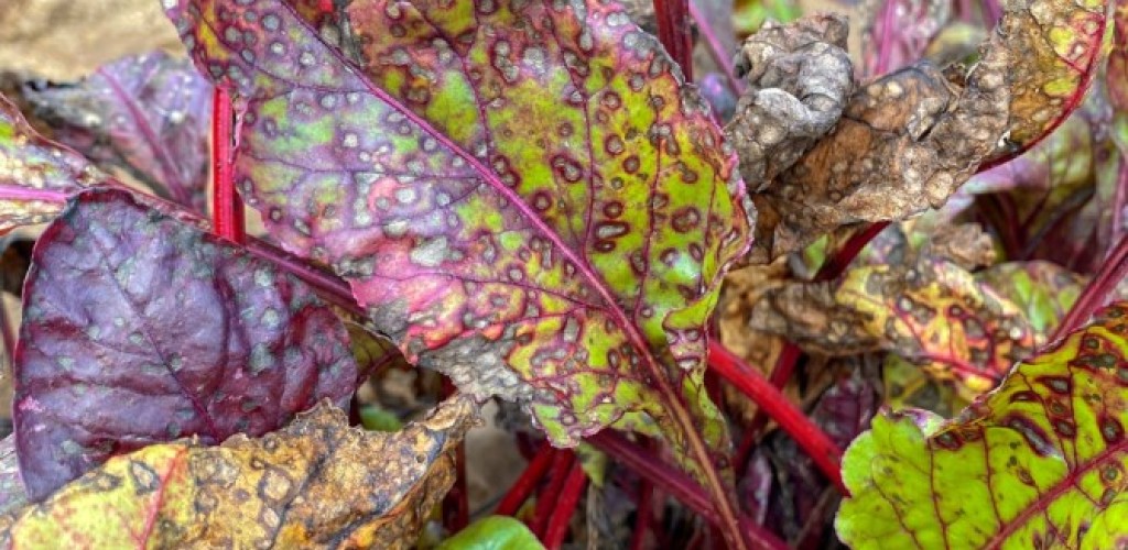 UV light treats beet disease, combats fungicide resistance | CALS