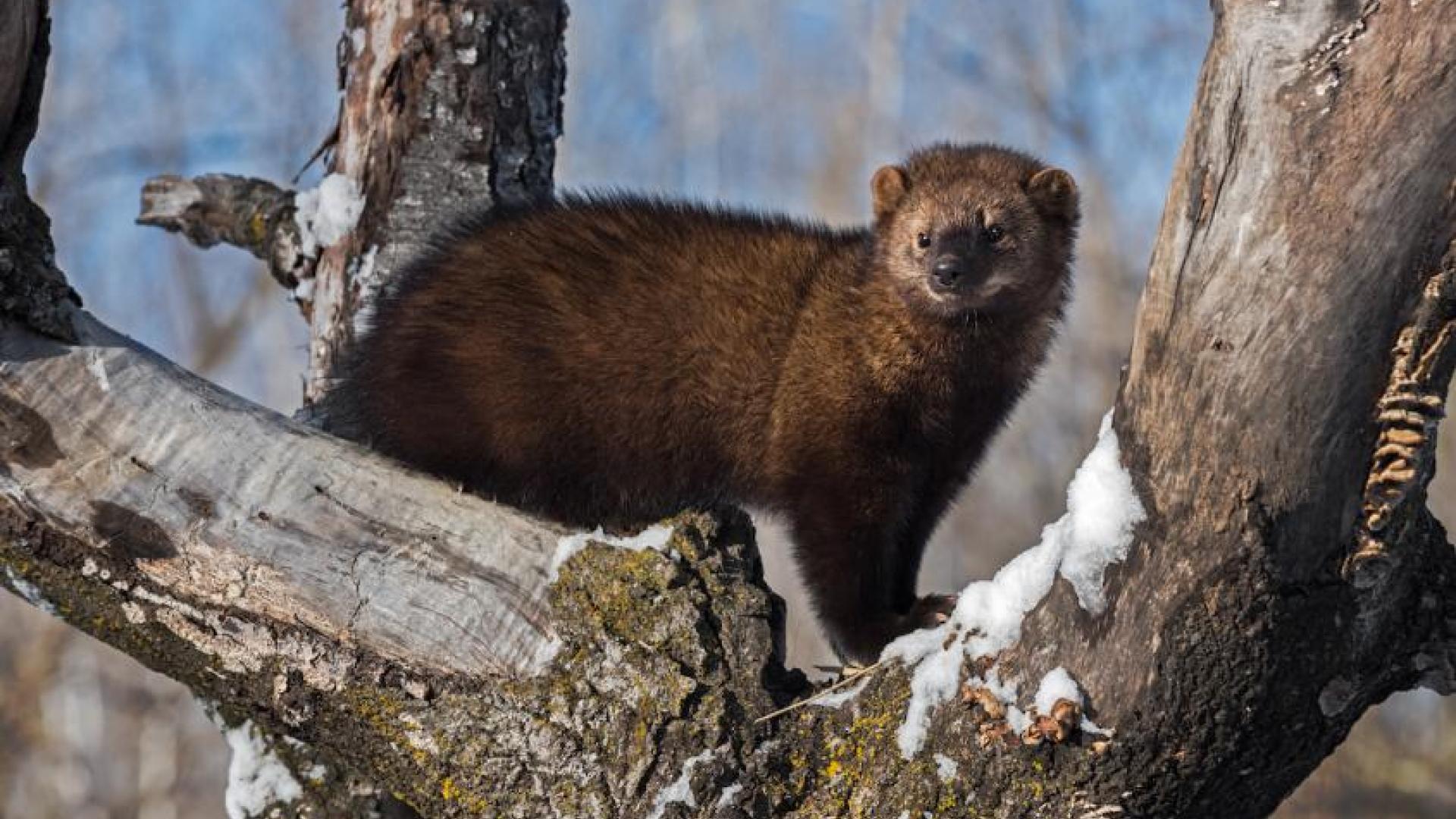 New York’s unique wildlife program sees decade of success, receives ...