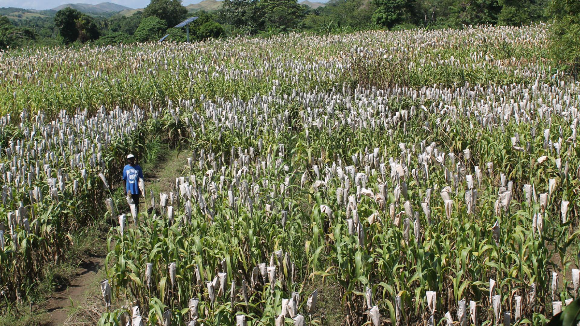 New initiative catalyzes sustainable seed systems from Caribbean to the ...