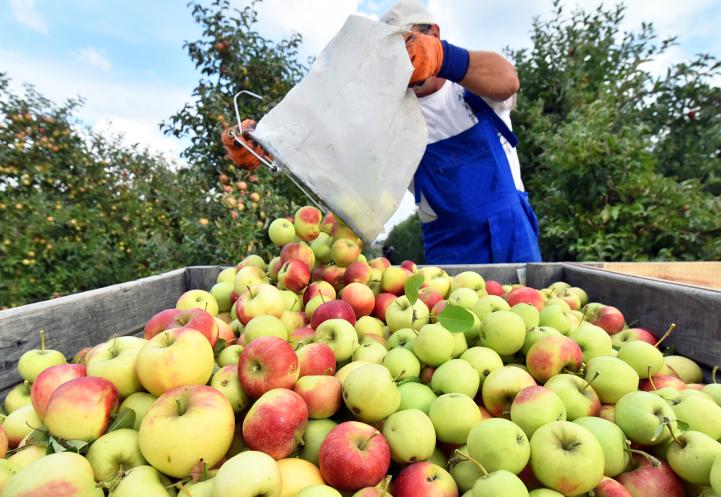 Institute for Food Safety | CALS