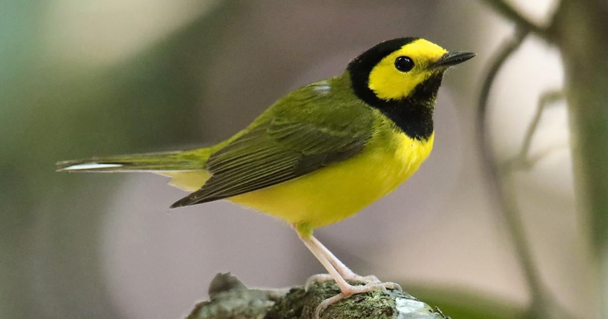 Lab of Ornithology’s Global Big Day bird count is May 4 | CALS