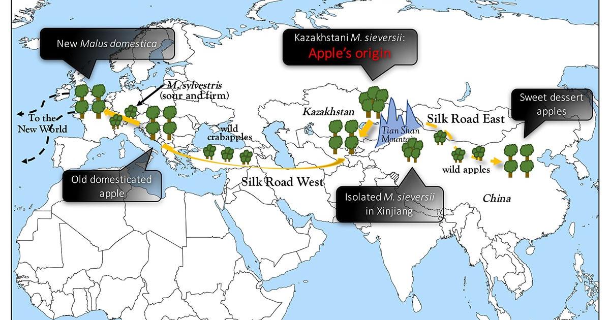 Genomic Insights Reveal the Surprising Journey of the Apple | CALS
