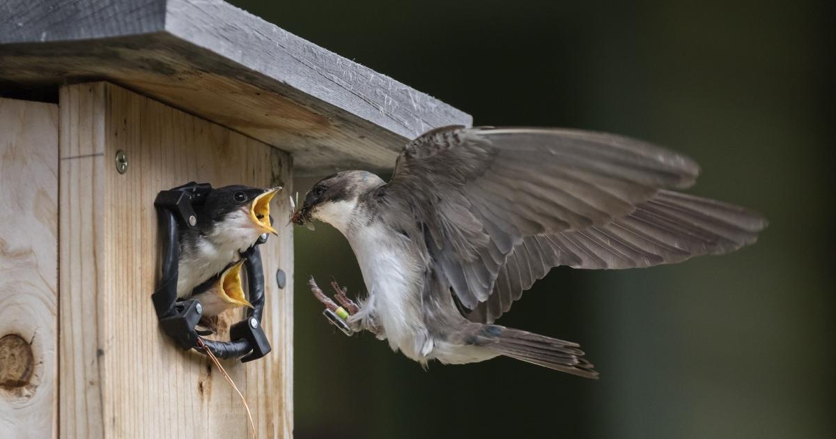 Tree swallows are helping find links between social connectedness ...