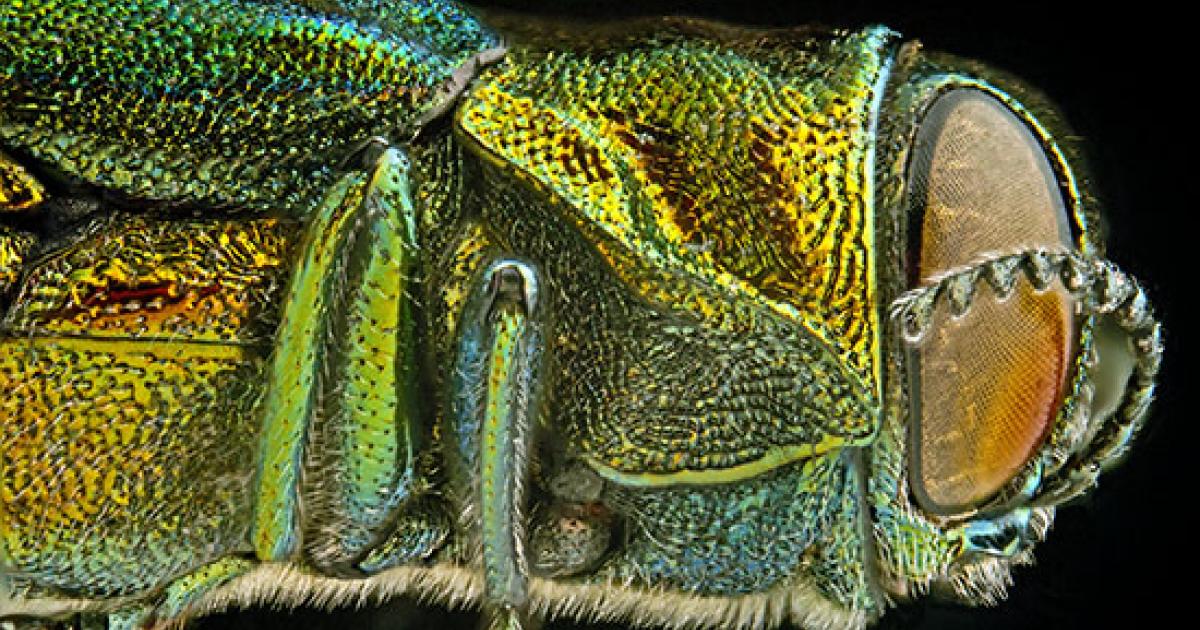 Devastating emerald ash borer discovered in Arnot Forest | CALS