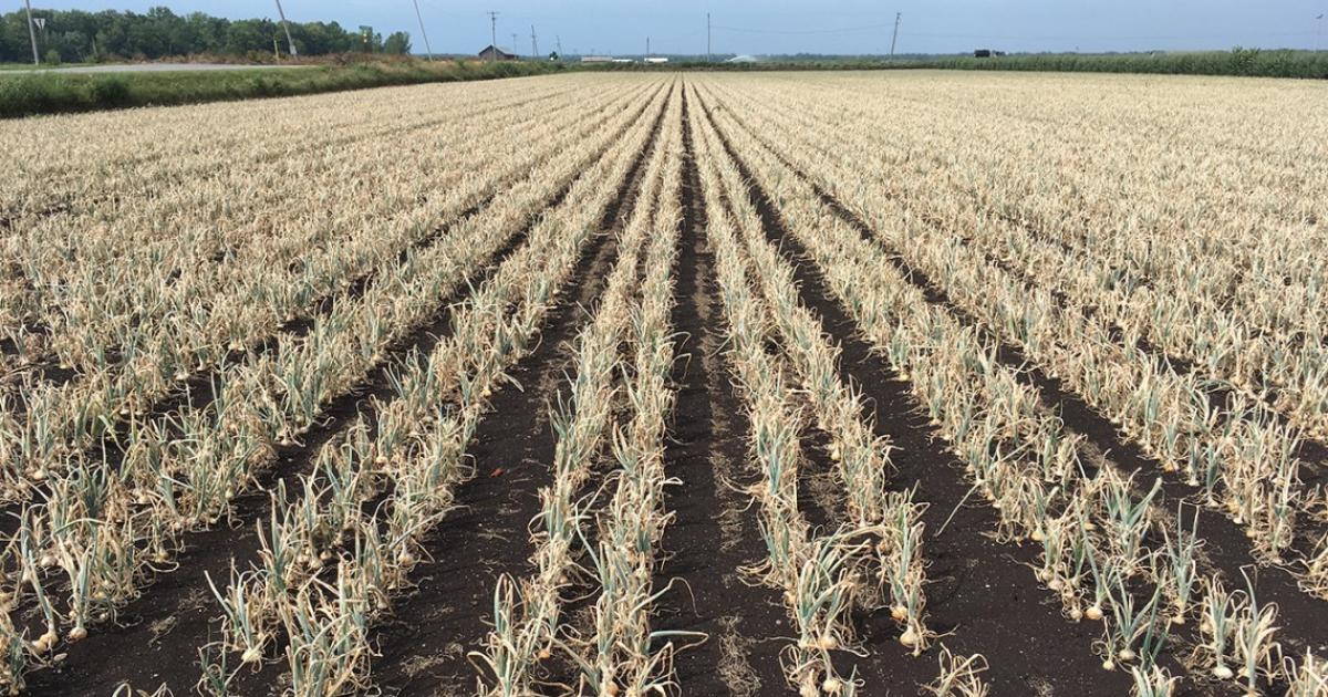 CALS program educates onion farmers to fight pests, cut chemical sprays ...