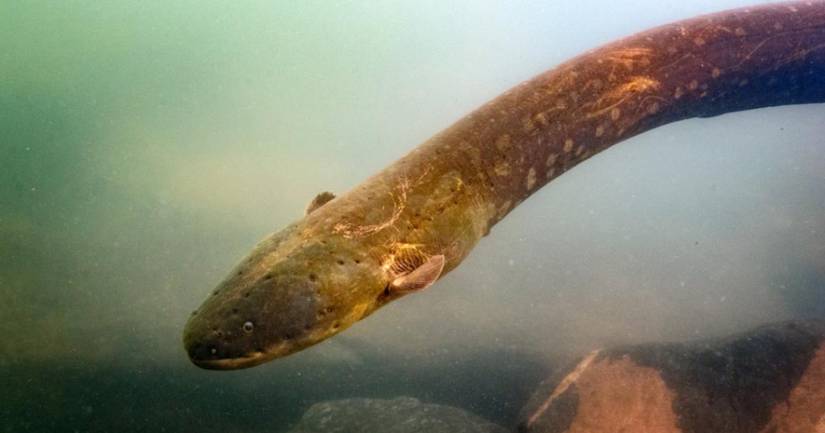 Scientists shocked to discover two new species of electric eel | CALS