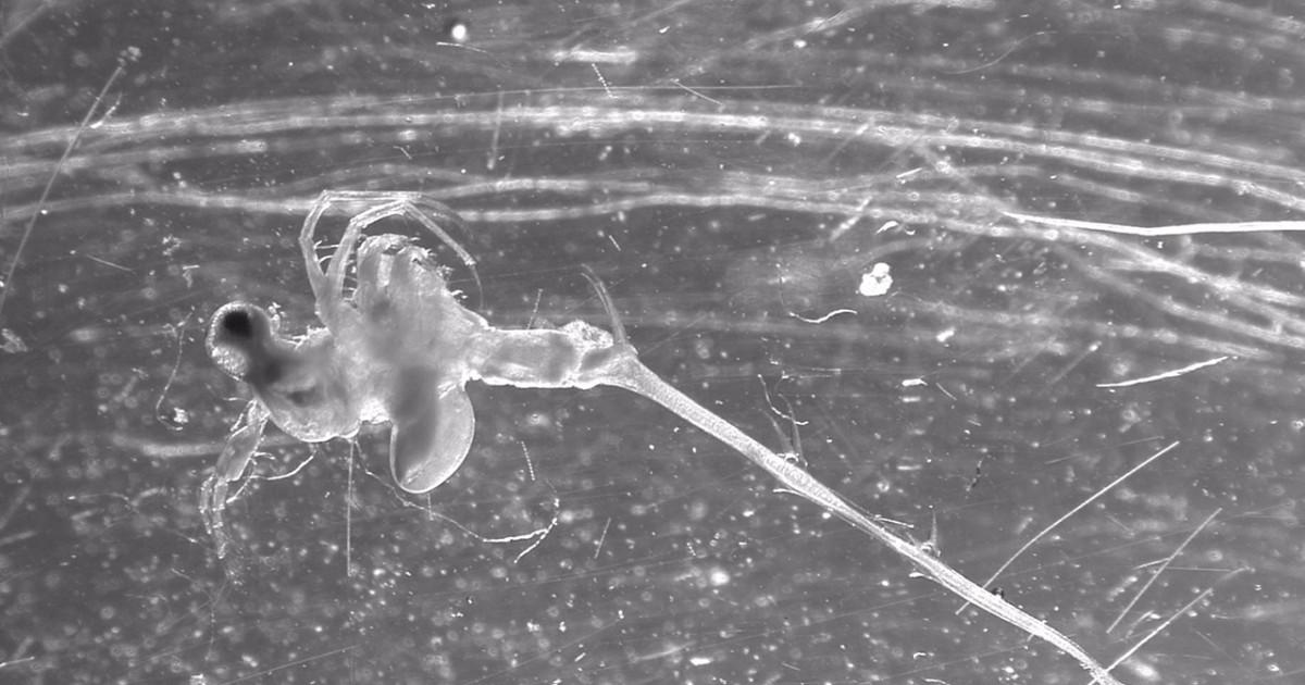 Cornell student finds invasive water flea in Oneida Lake | CALS