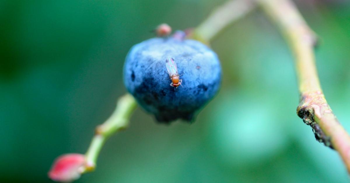 Knowing berry pests’ varied diets may help control them | CALS