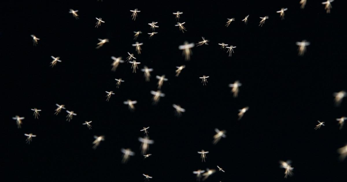 Collaboration yields insights into mosquito reproduction | CALS