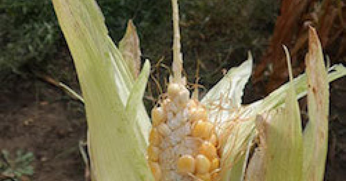 Cornell, USDA team finds new method to find bad mutations in maize ...