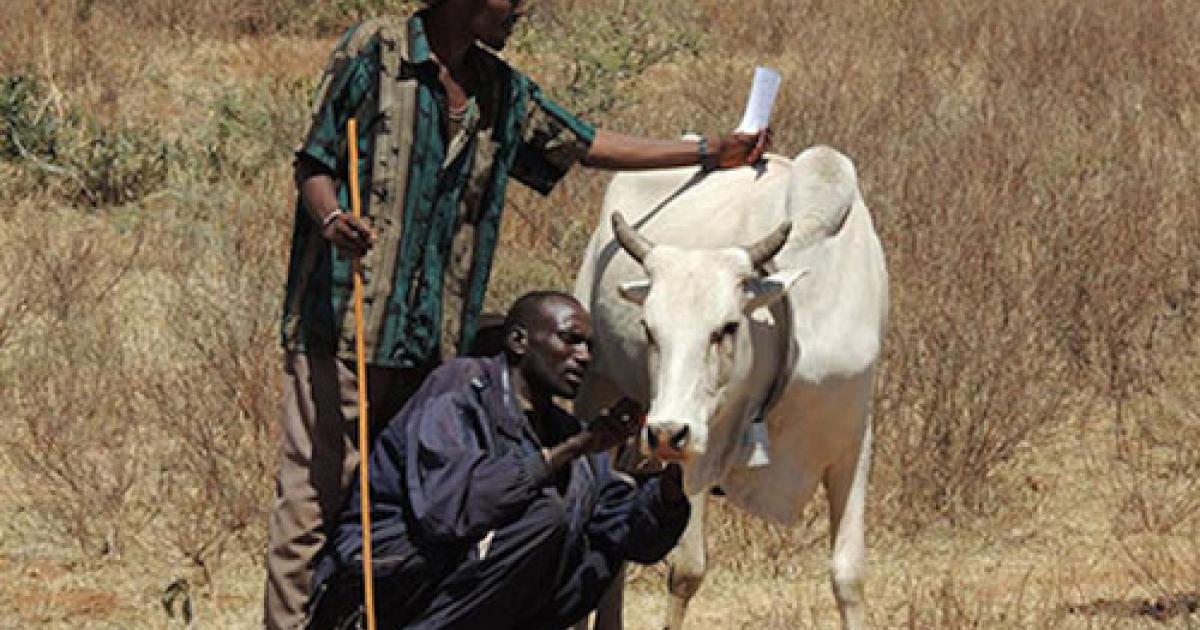 Pilot project lets satellite images and cell-phone apps steer African ...