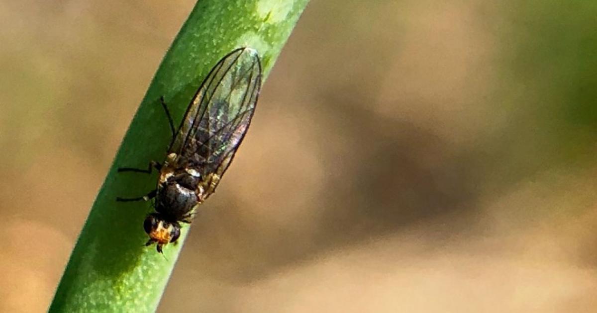 Treatments tested for invasive pest on allium crops | CALS