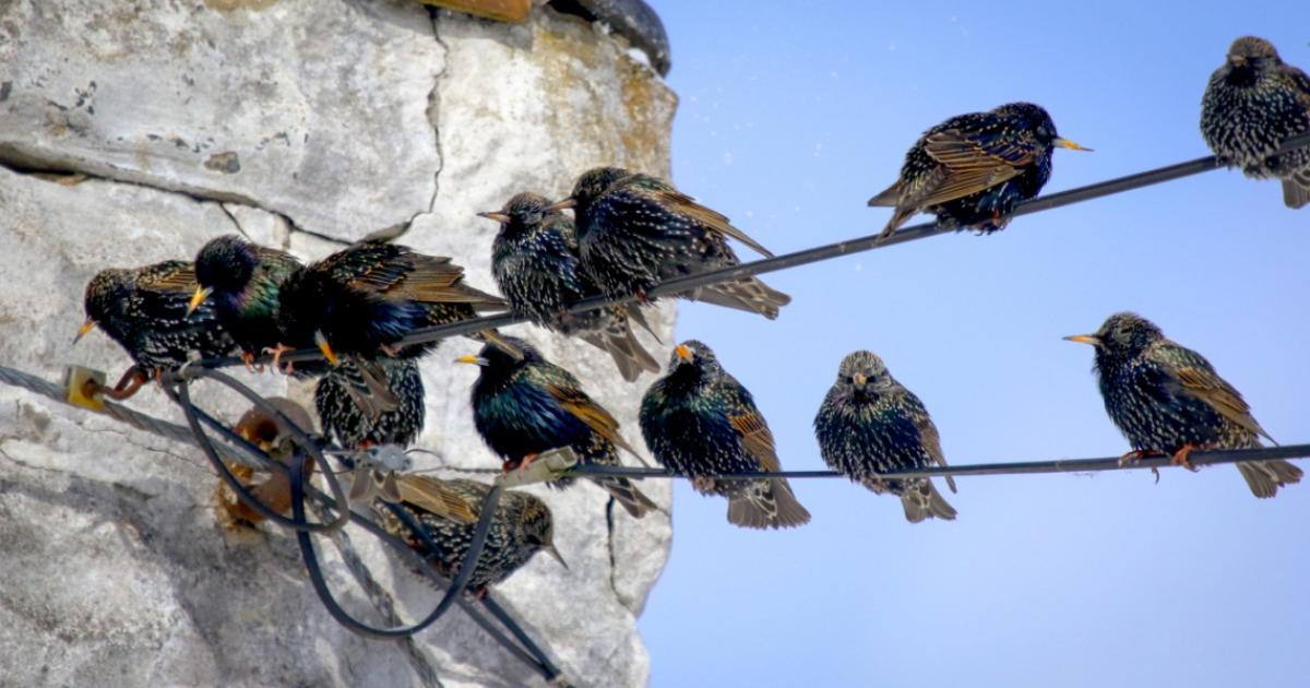 Starling success traced to rapid adaptation | CALS