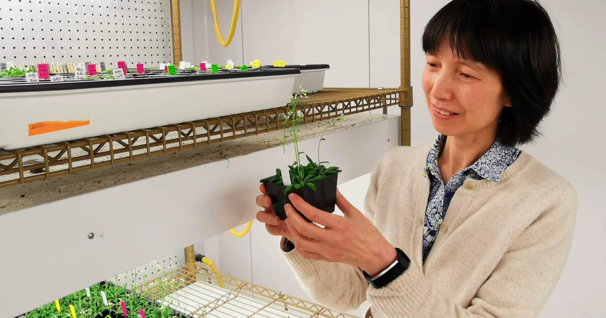 Jian Hua: Discovering how the environment affects plant growth and ...