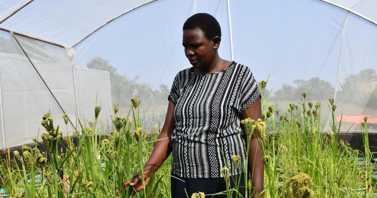 Optimizing digital solutions to combat striga infestations | CALS