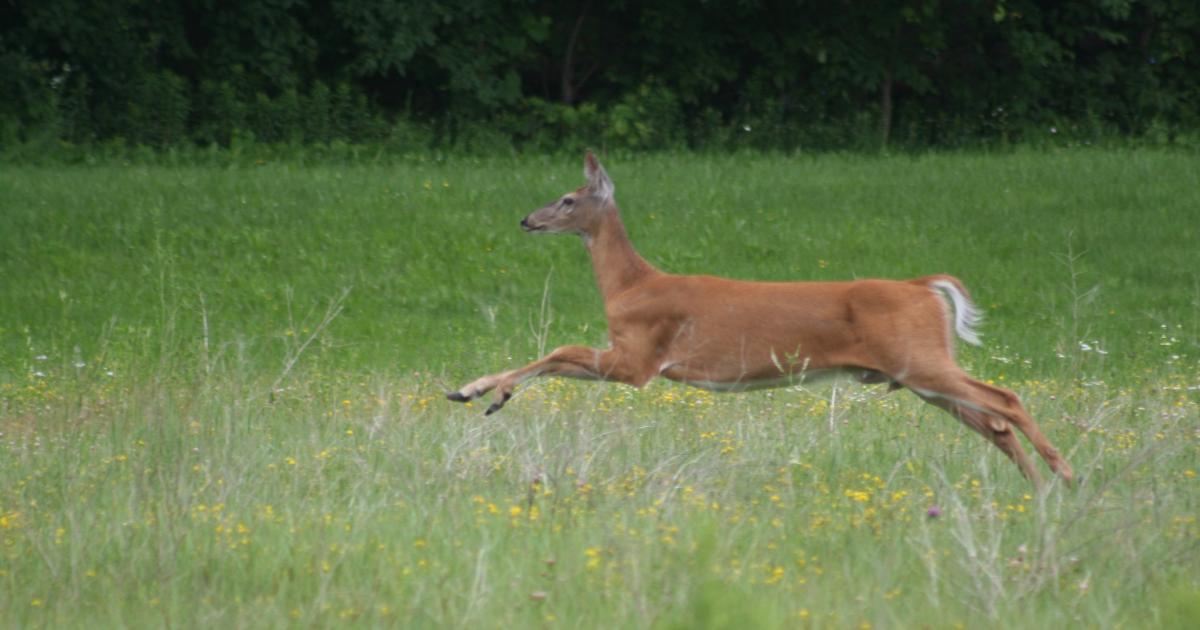 Study teases out strategies to prevent fatal deer disease re-entering ...