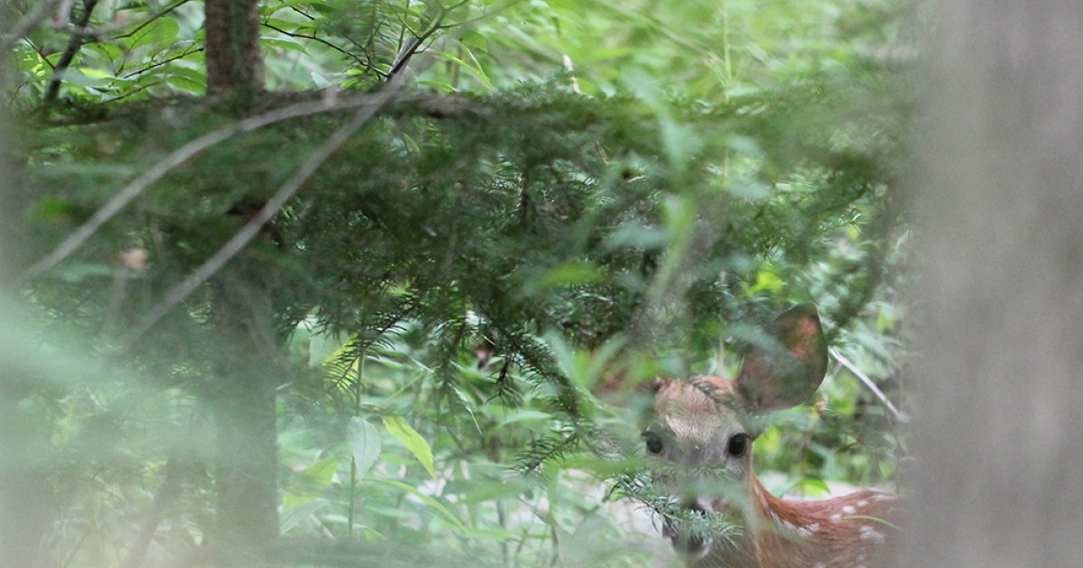 Building a Network to Monitor Deer Impacts to Forest Regeneration | CALS