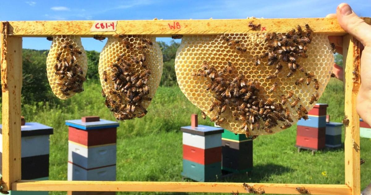 Engineers may learn from bees for optimal honeycomb designs | CALS