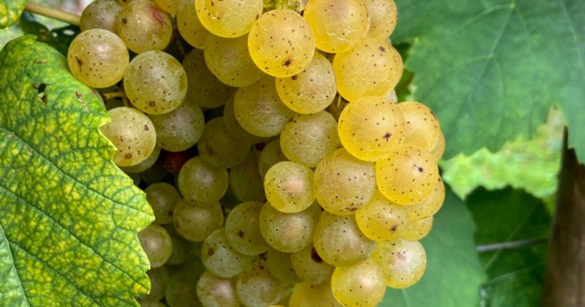 New Cornell variety raises grape expectations for NYS wine | CALS