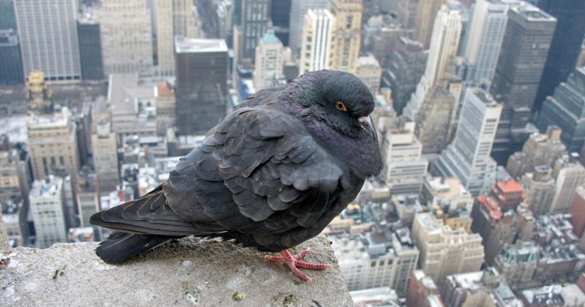 Cities have a role to play in bird conservation | CALS