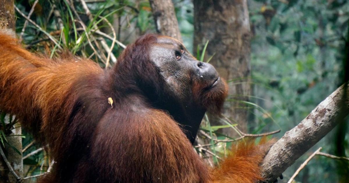 Wildfire smoke a threat to already endangered orangutans | CALS