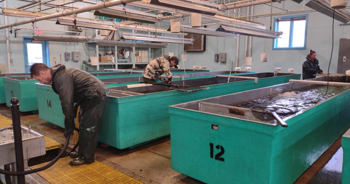 Fisheries research continues on Oneida Lake | CALS
