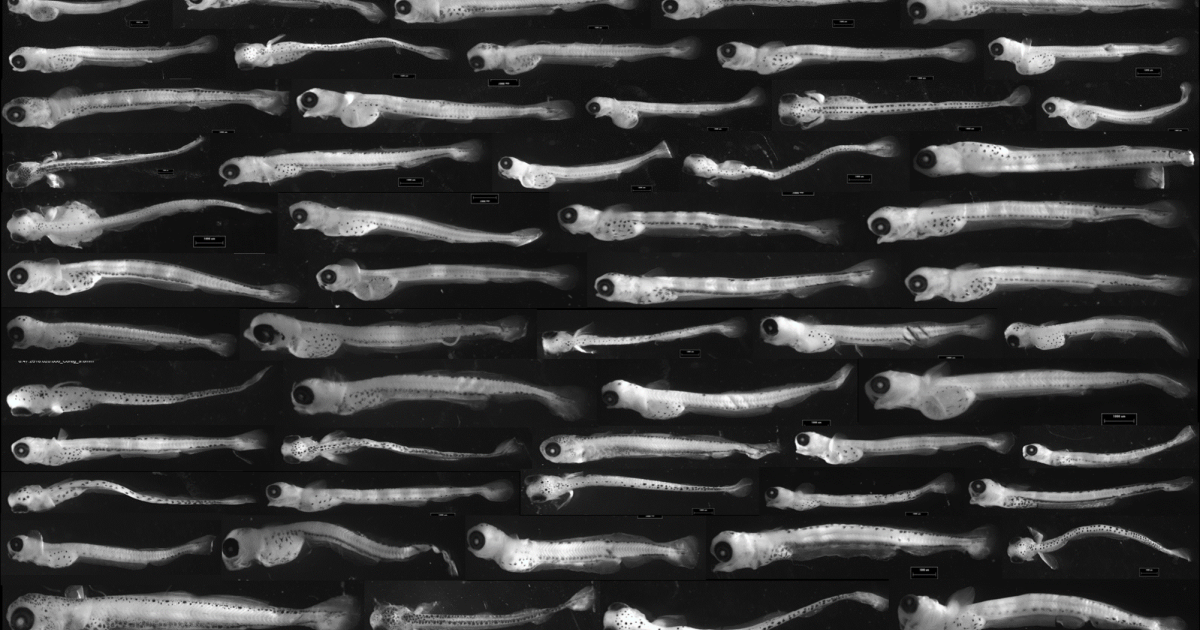 Larval cisco/lake whitefish exhibit distributional overlap in nursery ...
