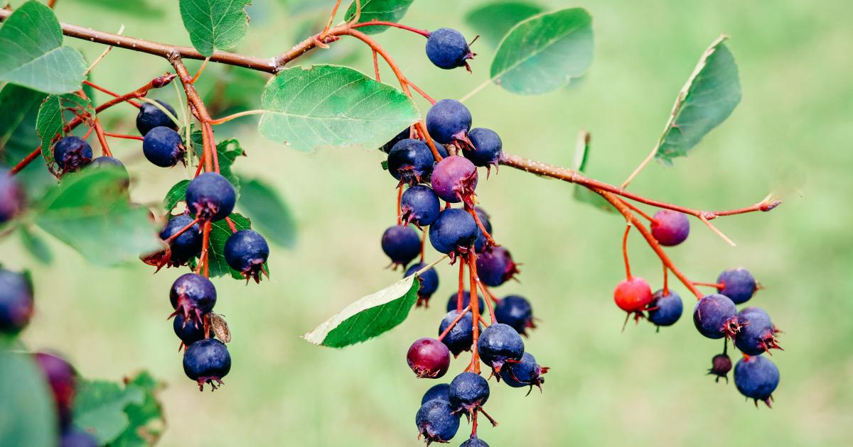 Native ‘superfruits’ present opportunities for NY growers, consumers | CALS