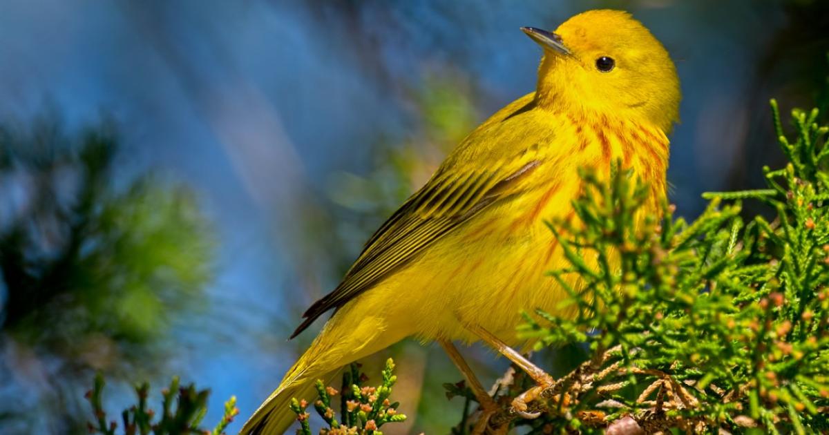 AI analyzes bird sightings to help conserve species | CALS