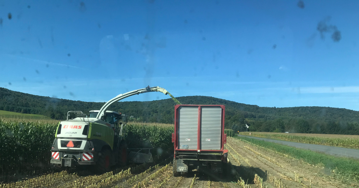 2023 New York and Vermont Corn Silage Hybrid Evaluation Program | CALS