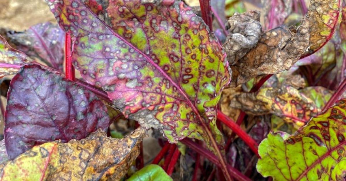 UV light treats beet disease, combats fungicide resistance | CALS