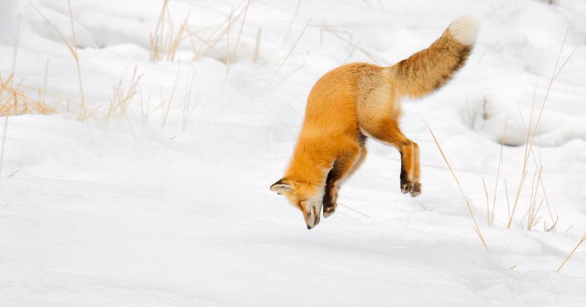 Long snouts protect foxes when ‘mousing’ headfirst in snow | CALS