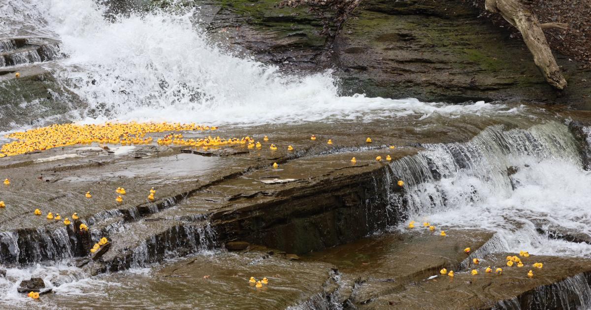 CCE Tompkins County 4-H Duck Race makes triumphant return to Ithaca ...