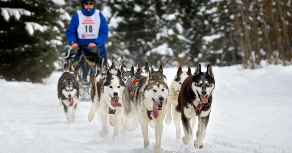 Genomics reveals sled dogs’ Siberian lineage | CALS