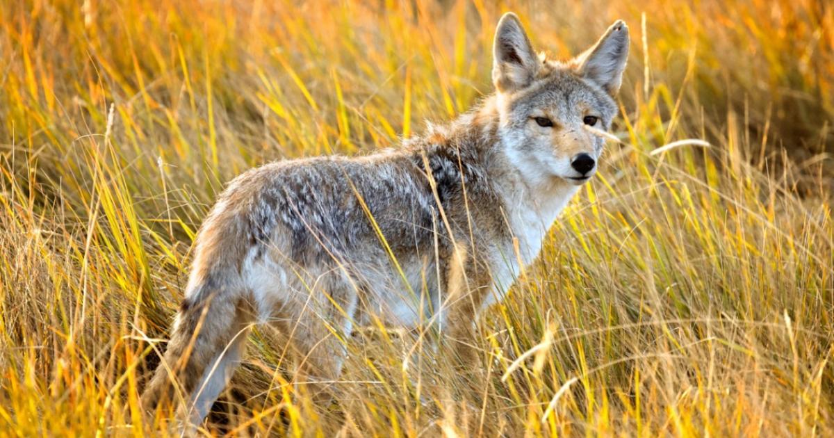 New wildlife model captures species interactions in NYS | CALS