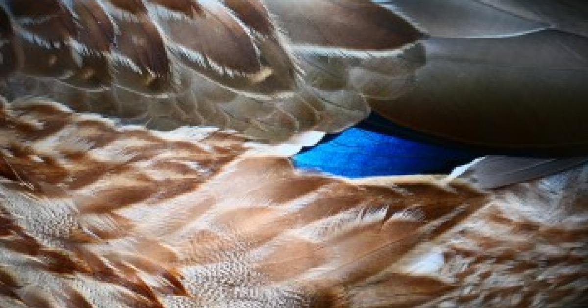 Researchers put the shine on digitally rendered feathers | CALS
