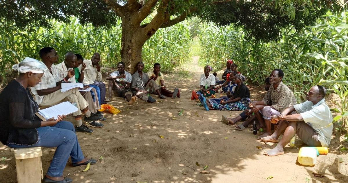 Collaborative reforestation in Malawi supports ag, climate adaptation ...