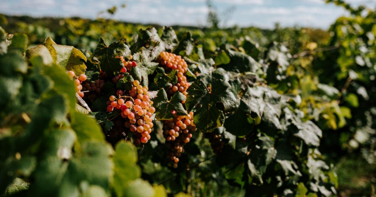 NYSIPM expands statewide expertise for grape growers | CALS