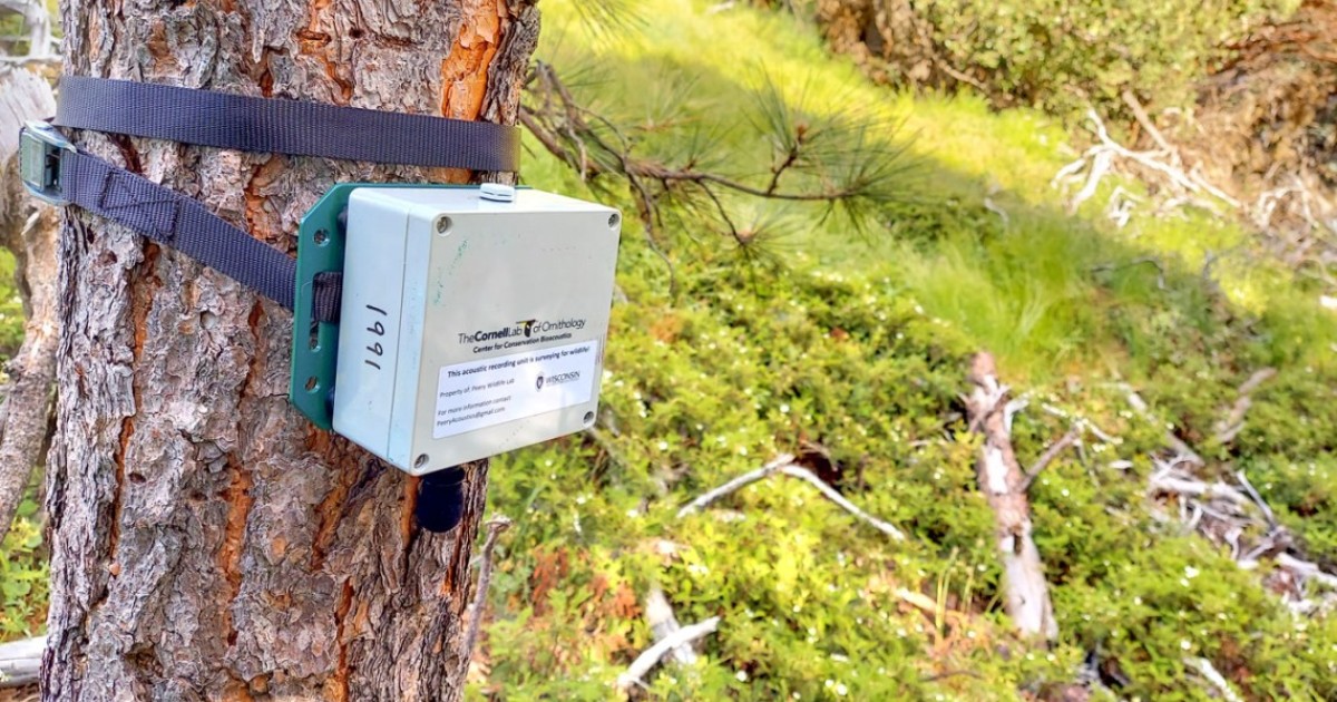 Acoustic monitoring network for birds enhances forest management | CALS