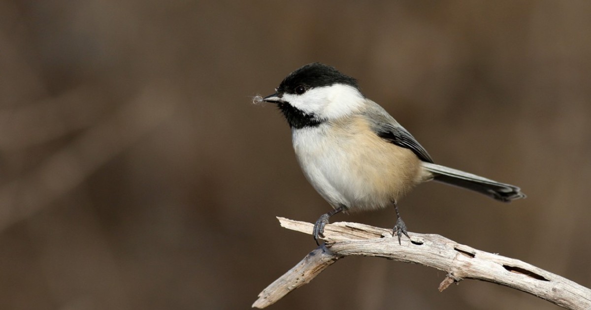 North American bird populations suffering severe decline | CALS