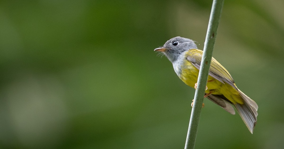 Study reveals why the early bird sings early | CALS