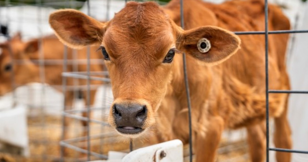 Dairy farm modeling tool boosts sustainability, decision-making | CALS