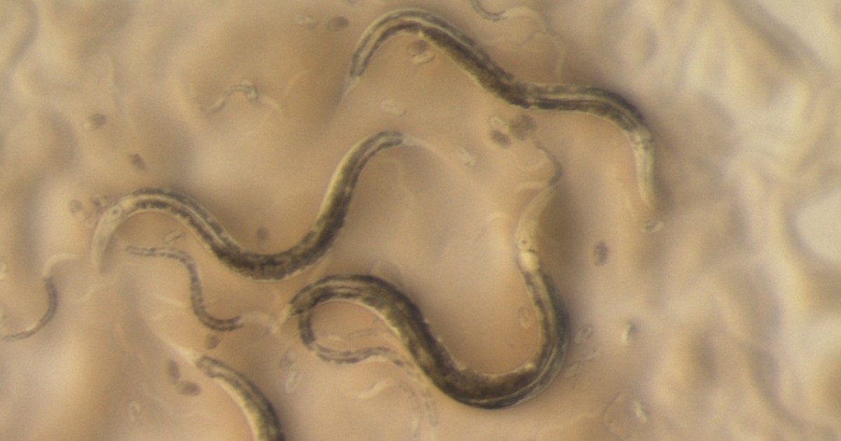 Roundworm genome map benefits synthetic biology, human health | CALS