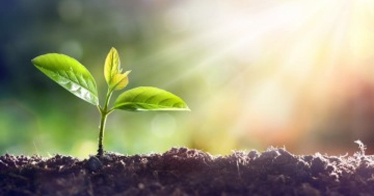 Plant cell wall mechanics inform how to grow usable forms | CALS