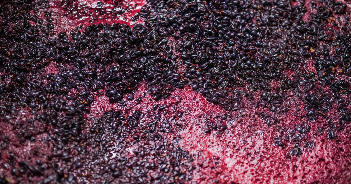 Fast drying method boosts potential uses for Concord grape waste | CALS