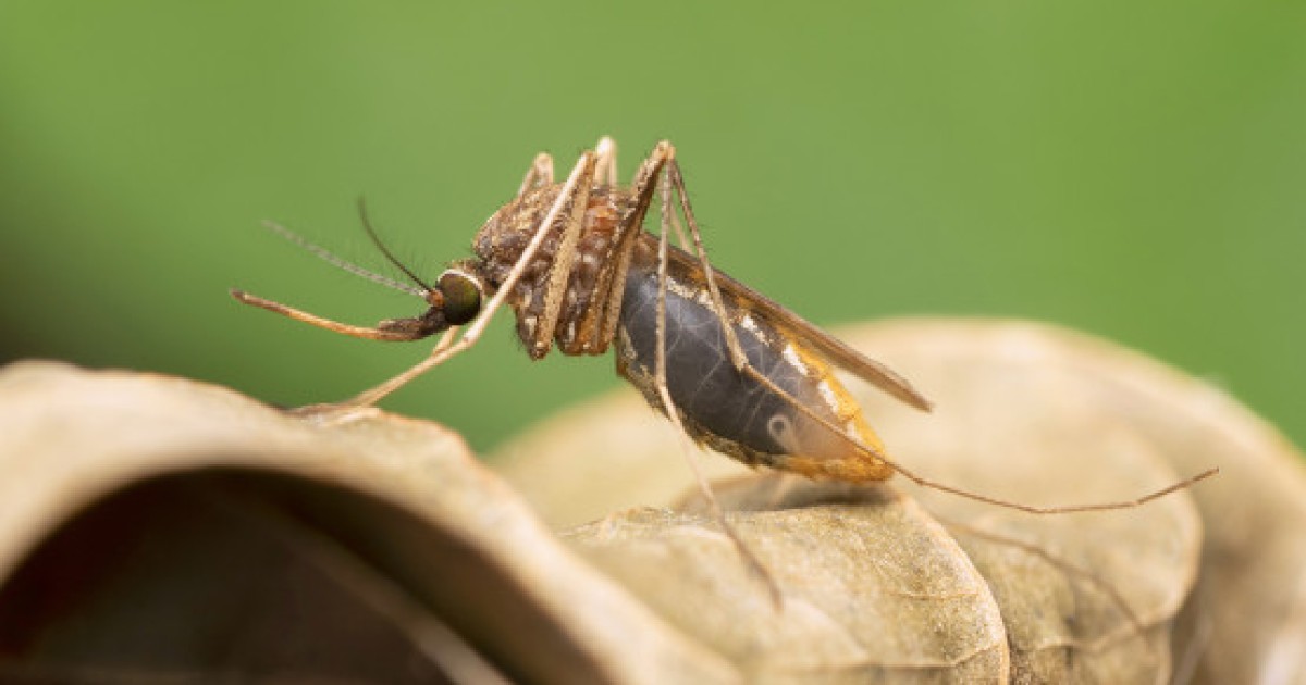 Model reveals tradeoffs that limit harm caused by malaria parasite | CALS