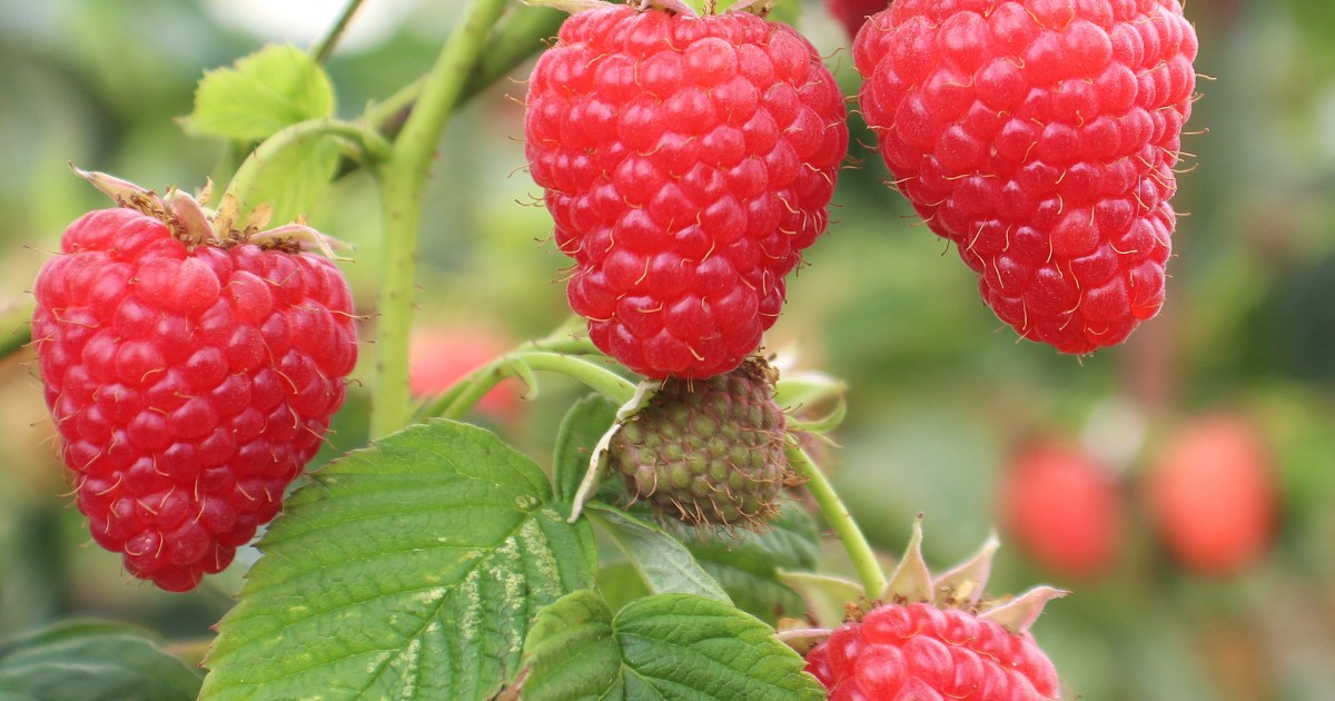 Cornell Berry Breeding and Extension Expand Opportunities for NY ...
